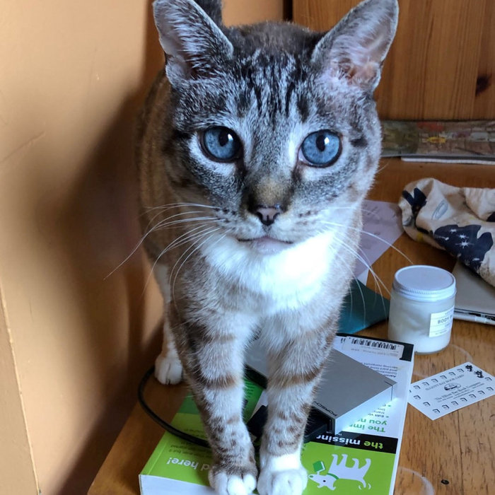 4-17-22 rough cat-alogue review | Margo Adrift