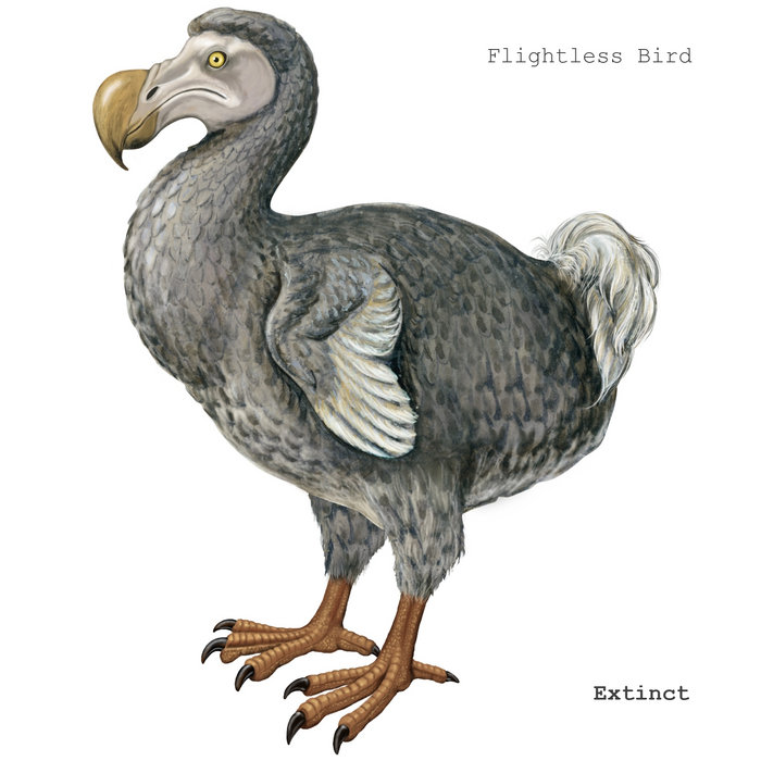 Extinct | Flightless Bird