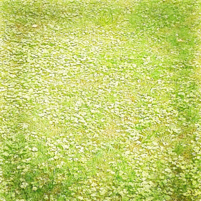 Nature's Siren | Hark! the Herald Noise Wall