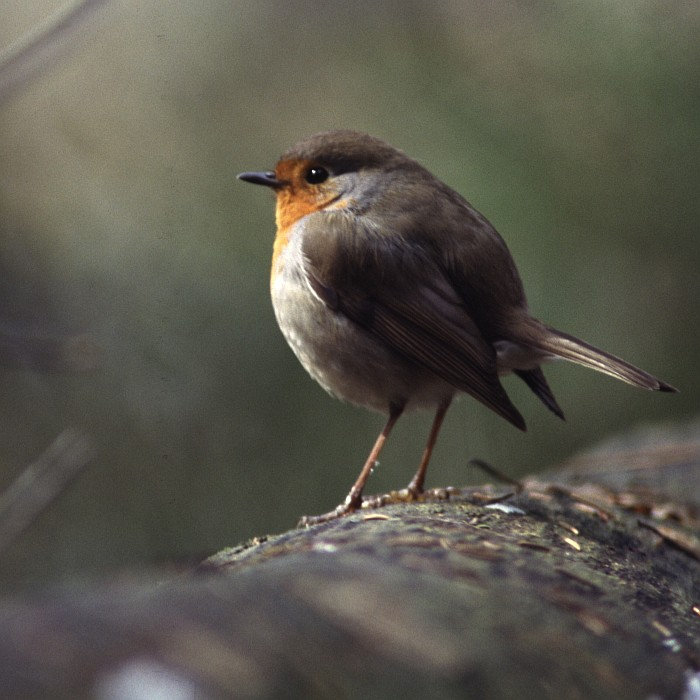 Punarind, European Robin | Veljo Runnel