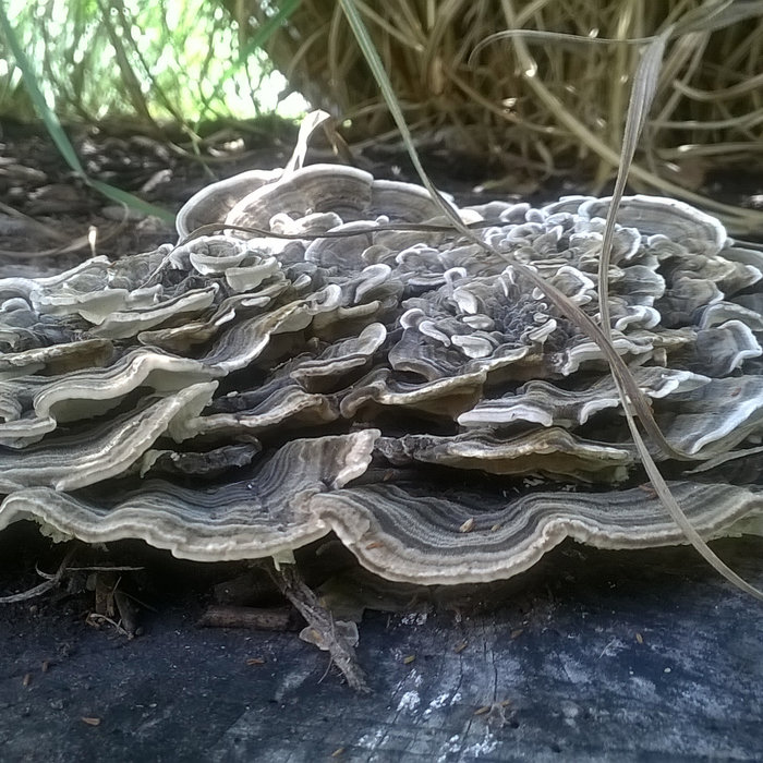 Sasqwash Daze (digitally remastered) | Fissure Cat