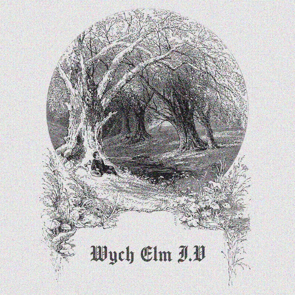 Wych Elm 1.5 | Wych Elm