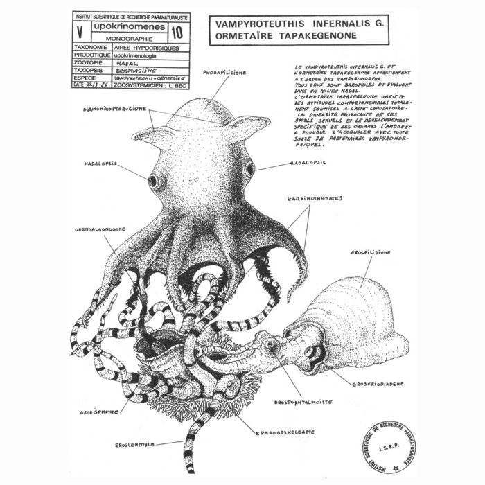 Vampyroteuthis infernalis (2022) | Enrique Schadenberg