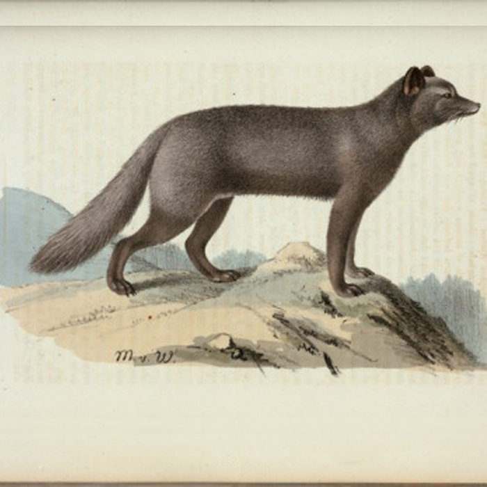 Fox | Styrmir Sigurdsson