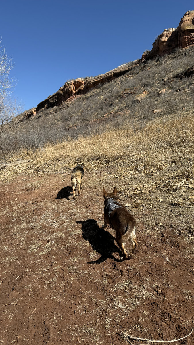 Demos | Animal Future