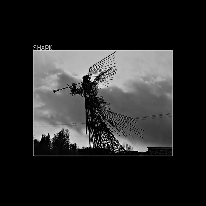 Angelus Novus | Shark