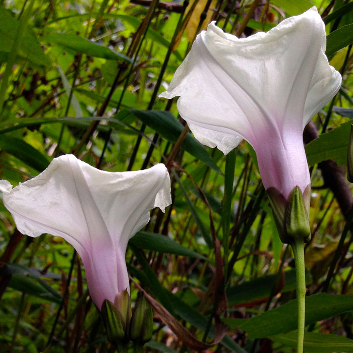 Listen to It | Slackerman