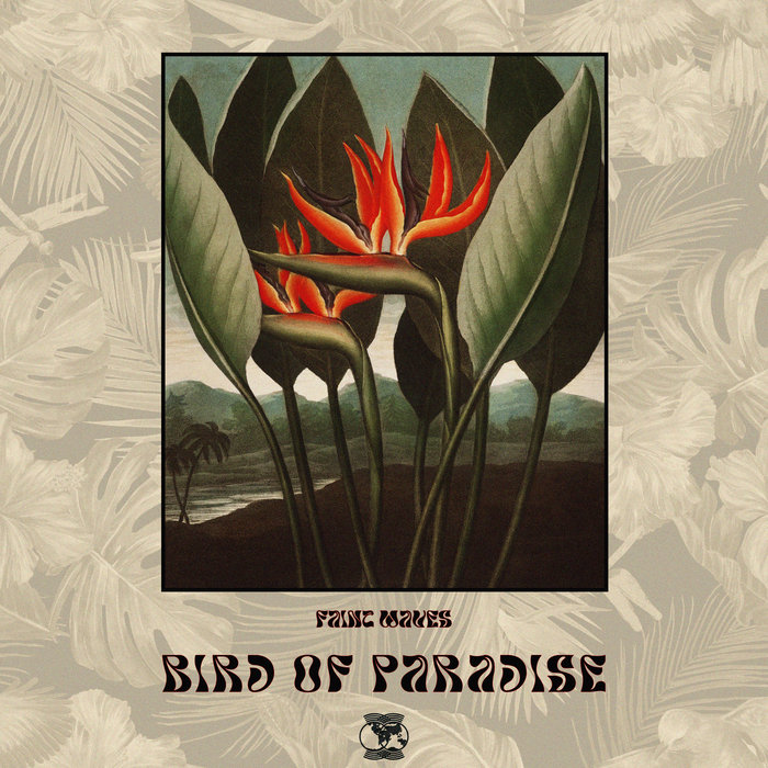 Bird of Paradise by Faint Waves | Faint Waves | eclectics