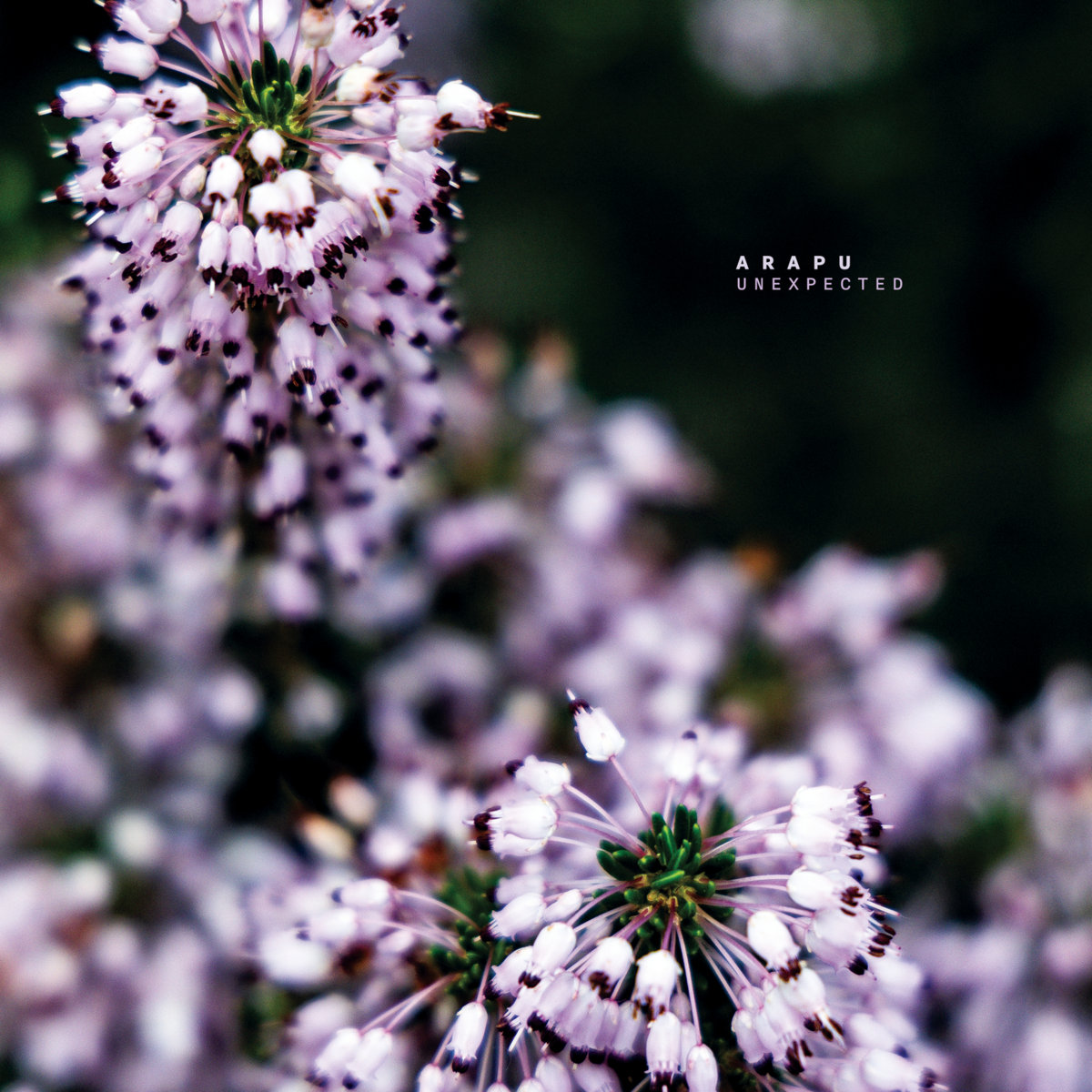 Unexpected | Arapu | Cadenza