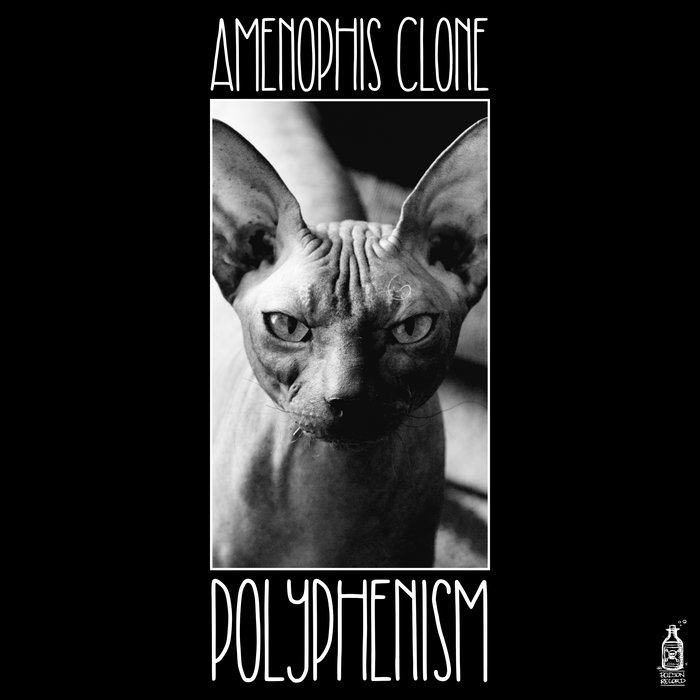 POLYPHENISM | AMENOPHIS CLONE