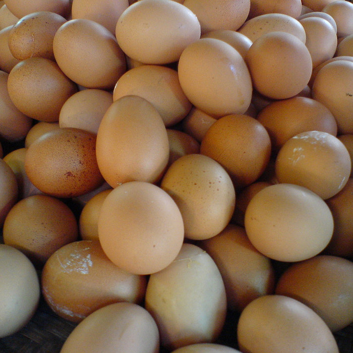 Live, Cage Free | Rooster Blood