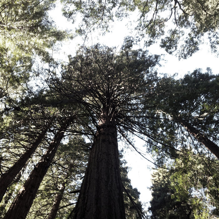 Raindrops Will Fall | Ariel Halt and Jesse Thomson | Jesse Thomson