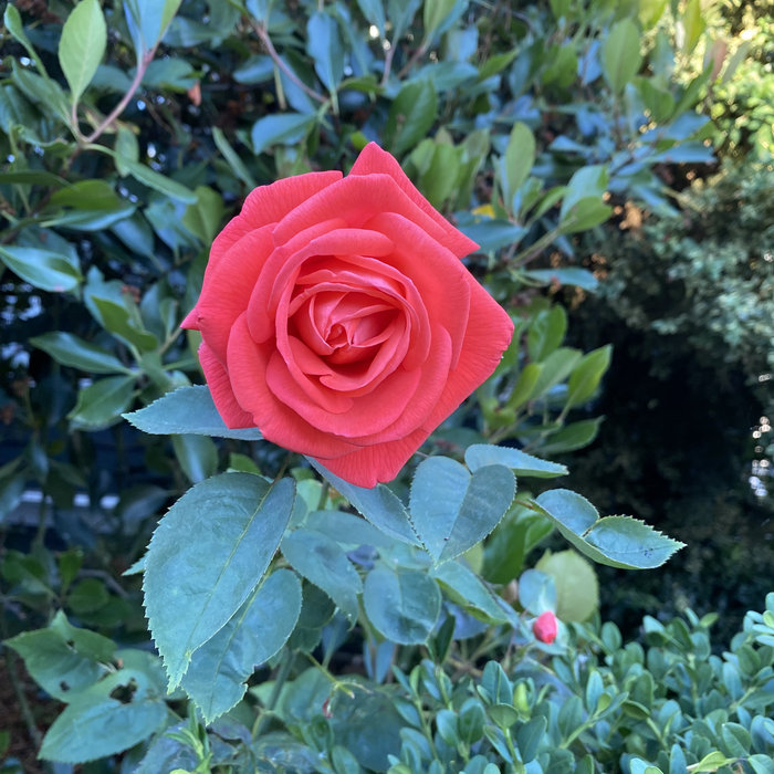 OLD MOVES VOLUME 3 | THATS NOKAY