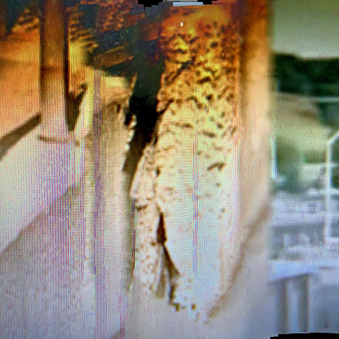 dry rot | Crawl+Space