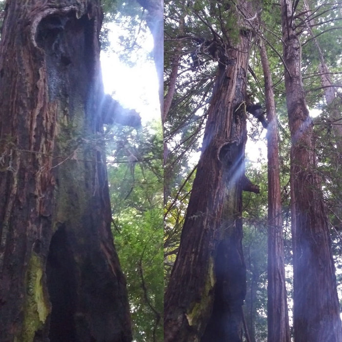 The Entwife | Summer Russell