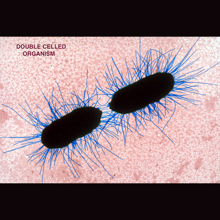 Double Celled Organism | Double Celled Organism | Bill Brovold