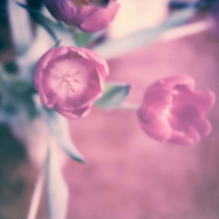 Begin Again | Rose Cousins