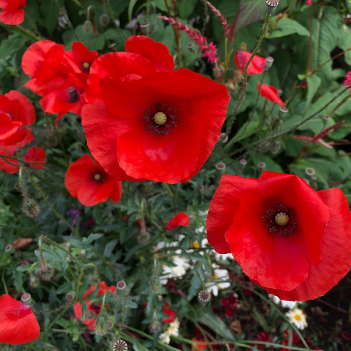 Floops | fishdigital