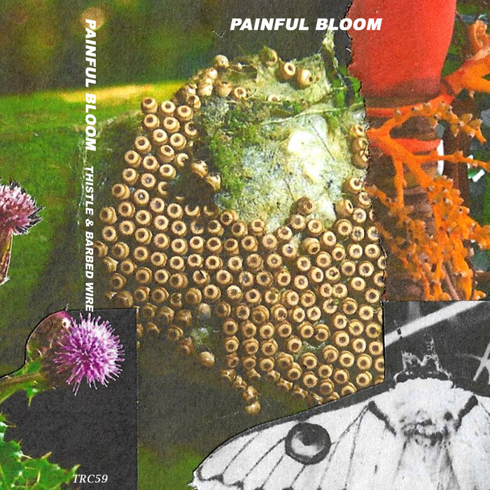 Thistle And Barbed Wire | Painful Bloom | Trust Collective