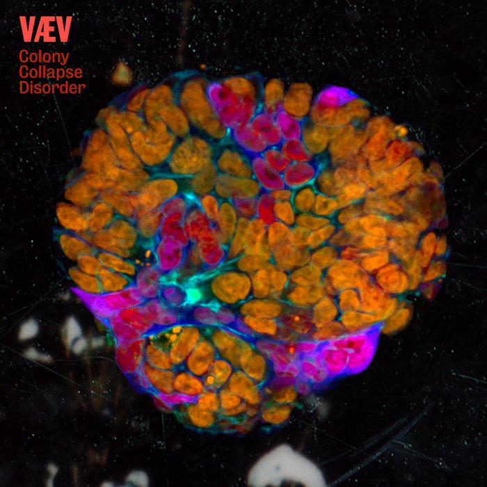 Colony Collapse Disorder | VÆV