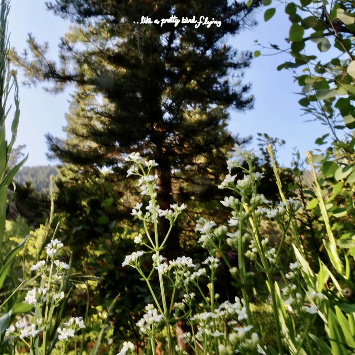 ..like a pretty bird flying | ..like a pretty bird flying | peer group