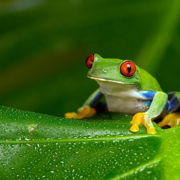 Slappy's Frog Songs | Frog Boy