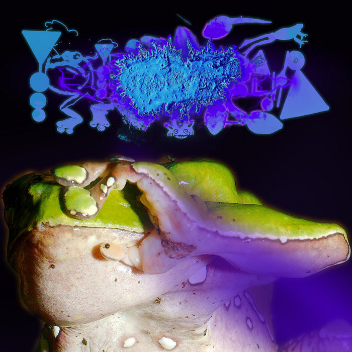 Wax Boy In A Tree (лягушки в россии) | Phyllomedusa x Purplefrog ...