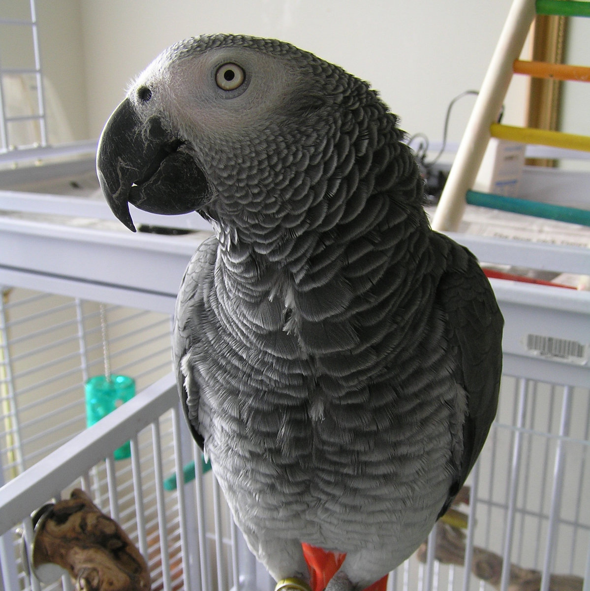 Baby African Grey