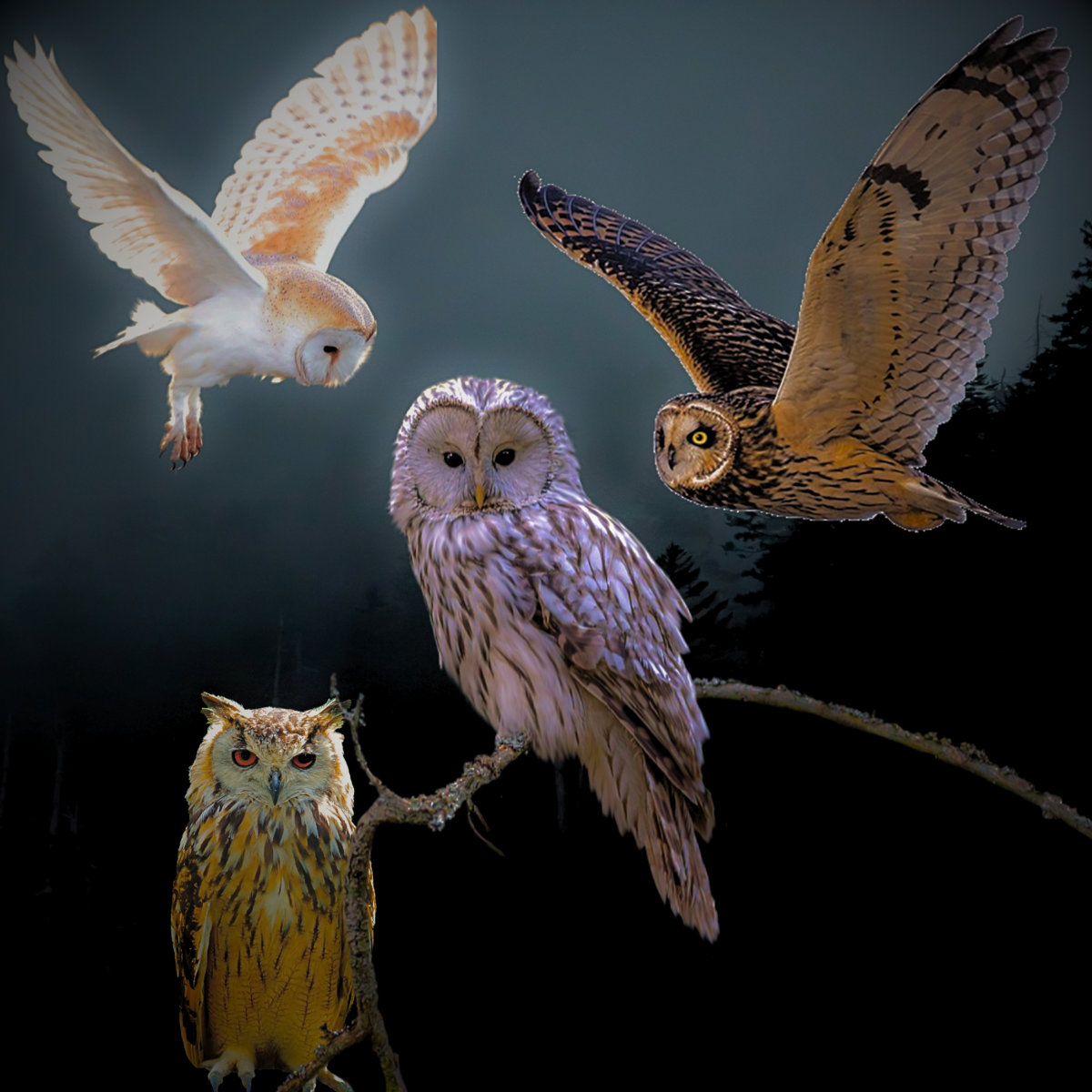 Bird Music Soundtrack | Lucy Buerckner