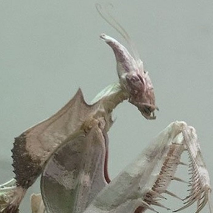 Insects | Destructive Dissolution | Destructive Dissolution