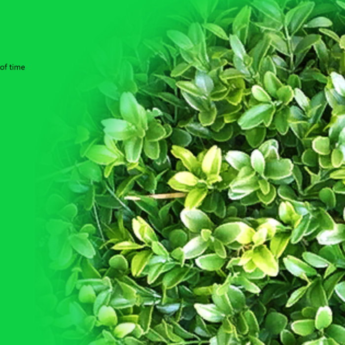 blithering forever and ever into eternity and beyond (yeti edition_) | KIWI