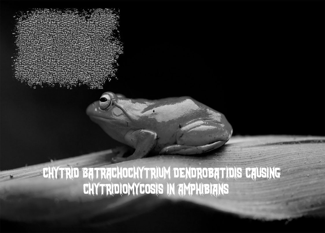 Chytrid Batrachochytrium Dendrobatidis Causing Chytridiomycosis in ...