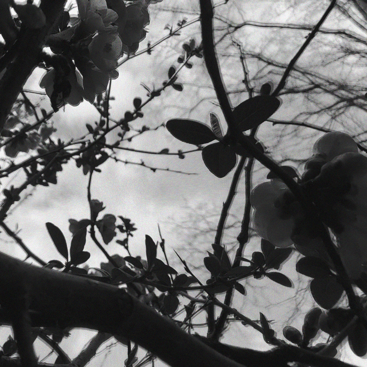 Fragments Vol. I | Static Skull