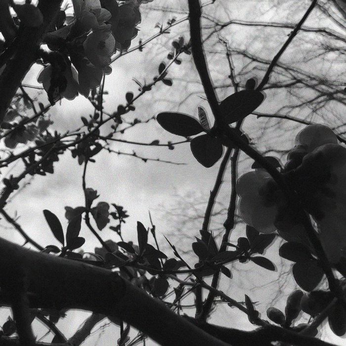 Fragments Vol. I | Static Skull