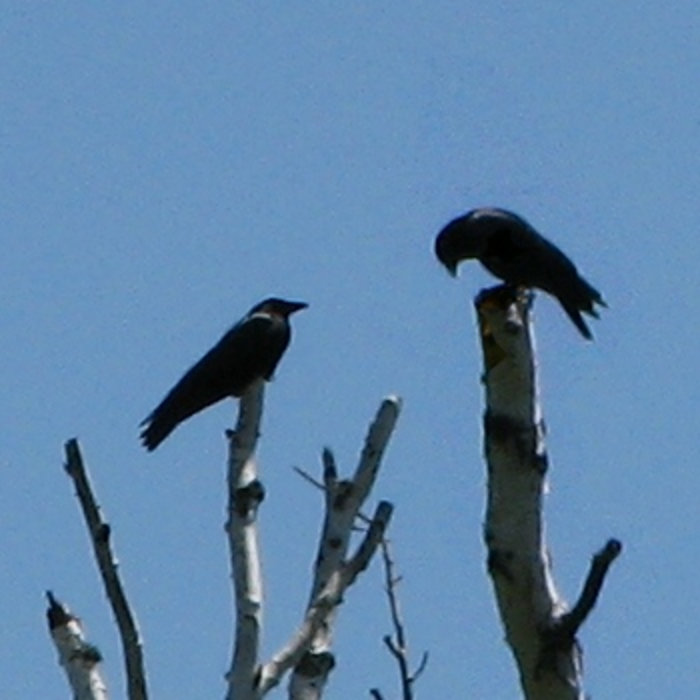 Twa Corbies | Rumgumption