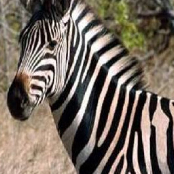 מוצאי יום כיפור | boydem vibes