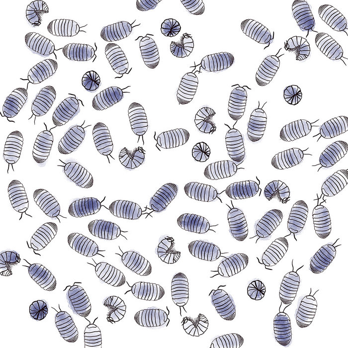 Hinterland | Aaron Shover