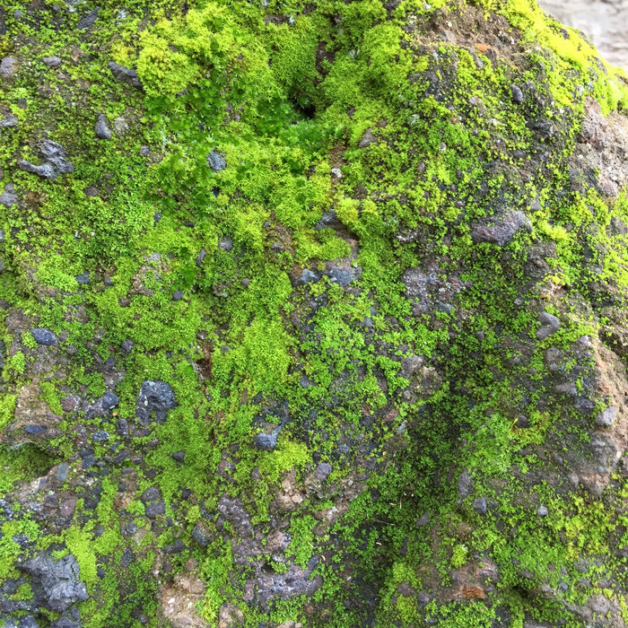 Tempus Fugit | Iran Sanadzadeh, Derek Pascoe | Iran Sanad