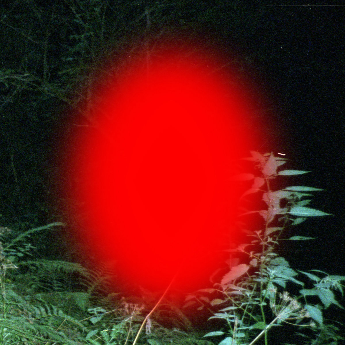 Fly High, The Phœnix | Janoya | JANOYA