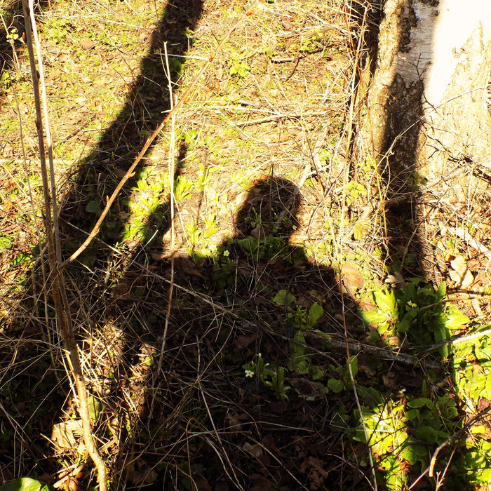 Out of the Shadow 01 | roger bolton | roger bolton composer