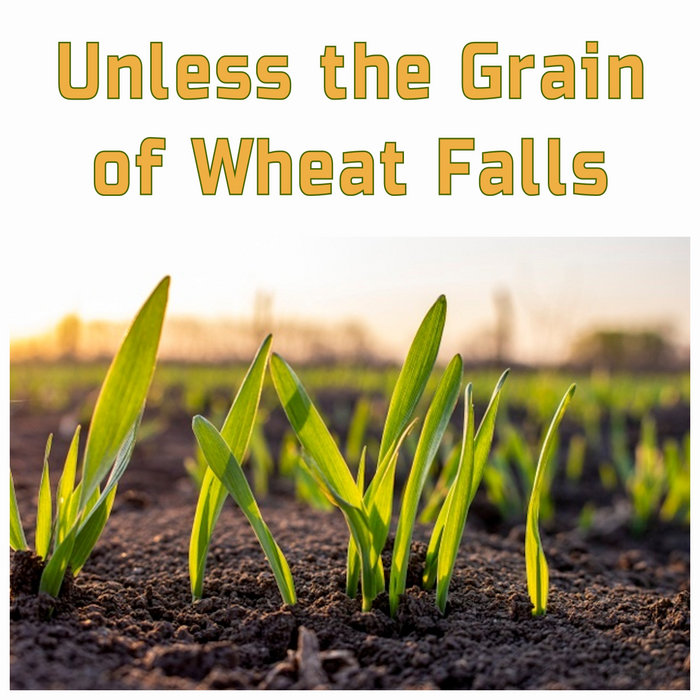 #72 UNLESS THE GRAIN OF WHEAT FALLS | Peter Kearney