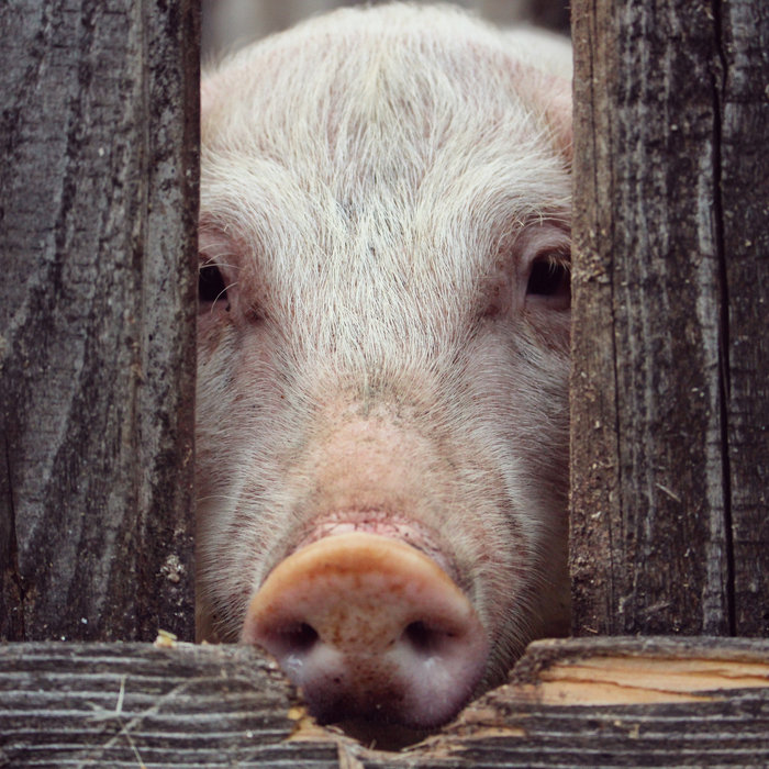 The Acquired Helplessness In Lunatic Asylums Isn't In The Hands Of Fate ...