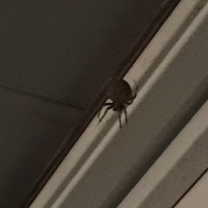 The Irresistible Grace of Total Depravity | Simeon