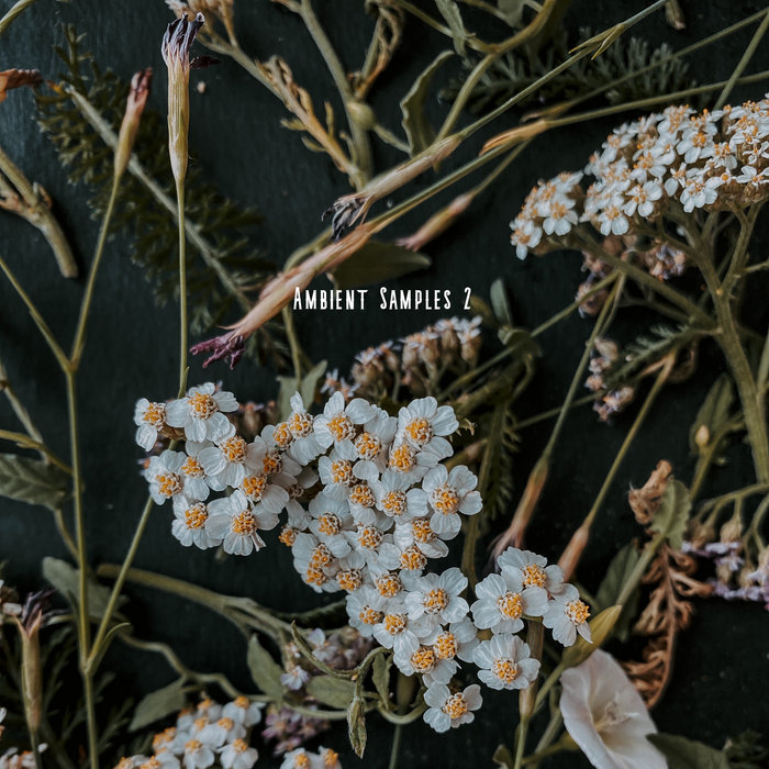Ambient Samples 2 | Toy Box