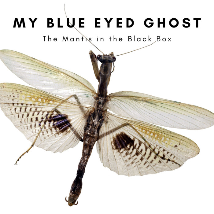 The Mantis in the Black Box | My Blue Eyed Ghost