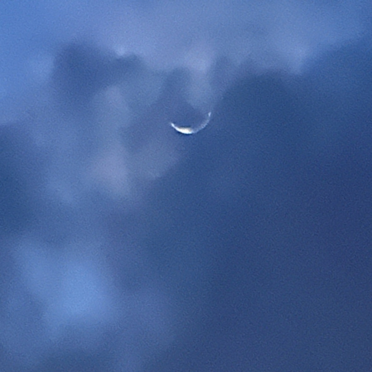 Octopus Petting Zoo, Vol. 1 | Ed Blomquist