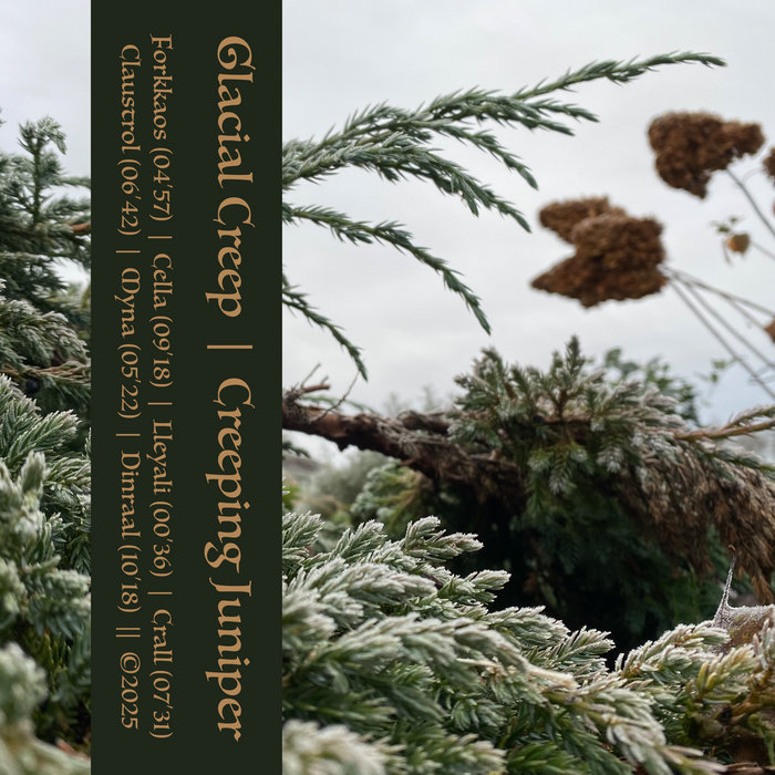 Creeping Juniper | Glacial Creep