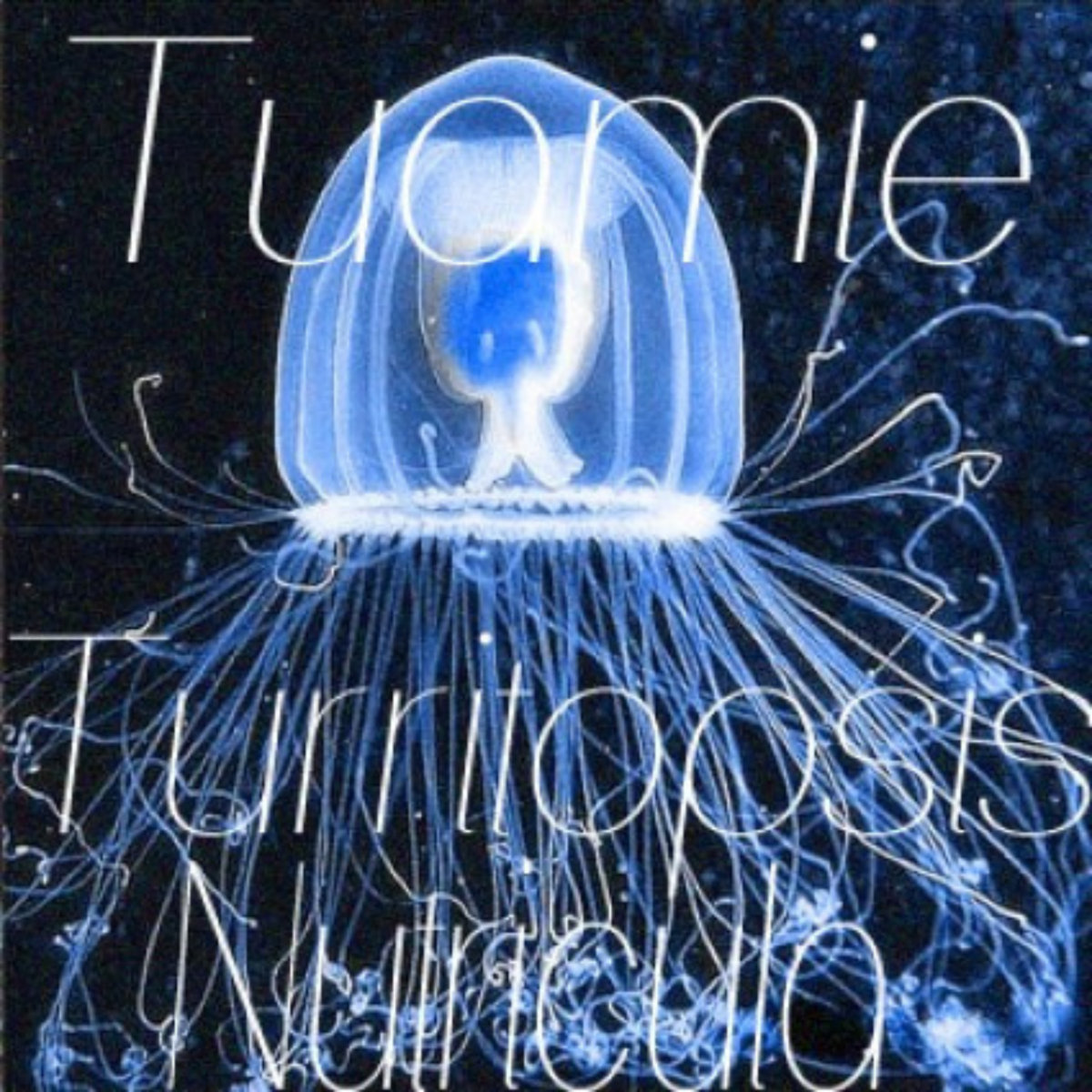 Turritopsis Nutricula | TUAMIE