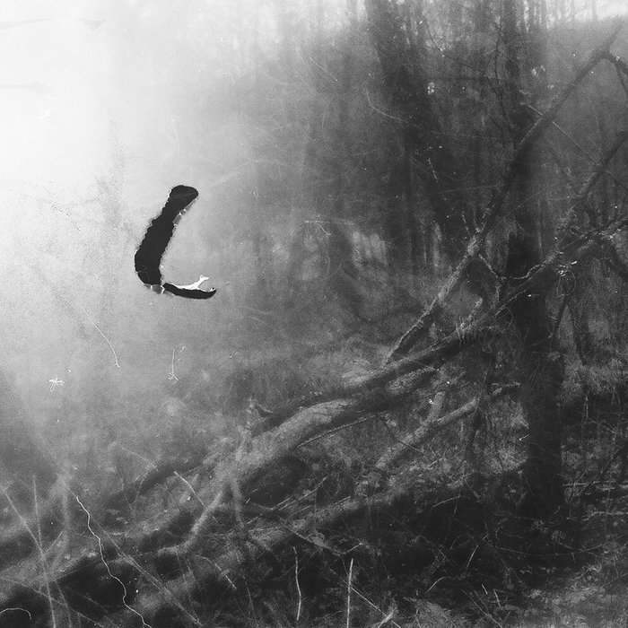 Spectral Birds | Ali Murray