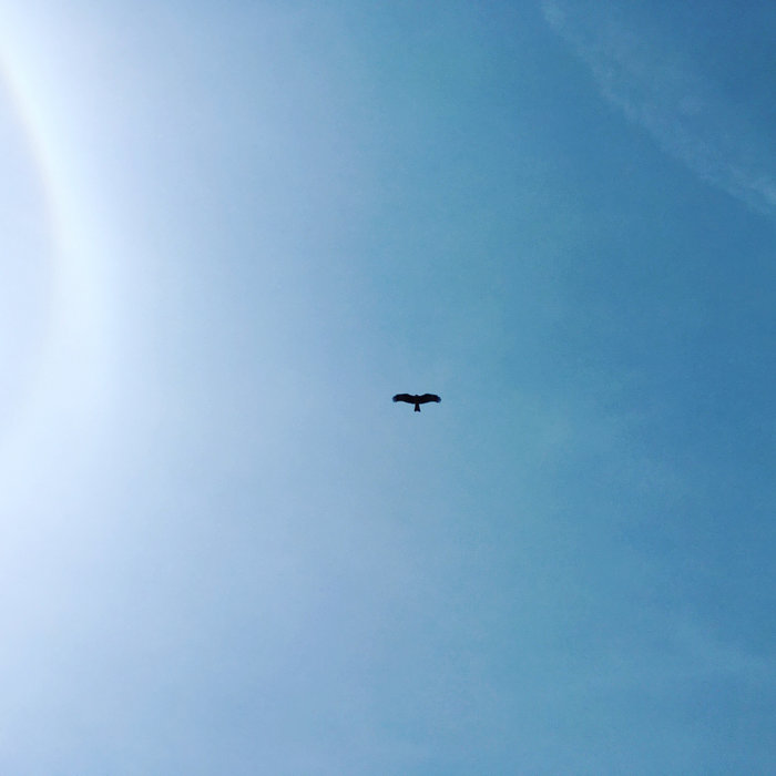 Wounded Feather | Gallery Six